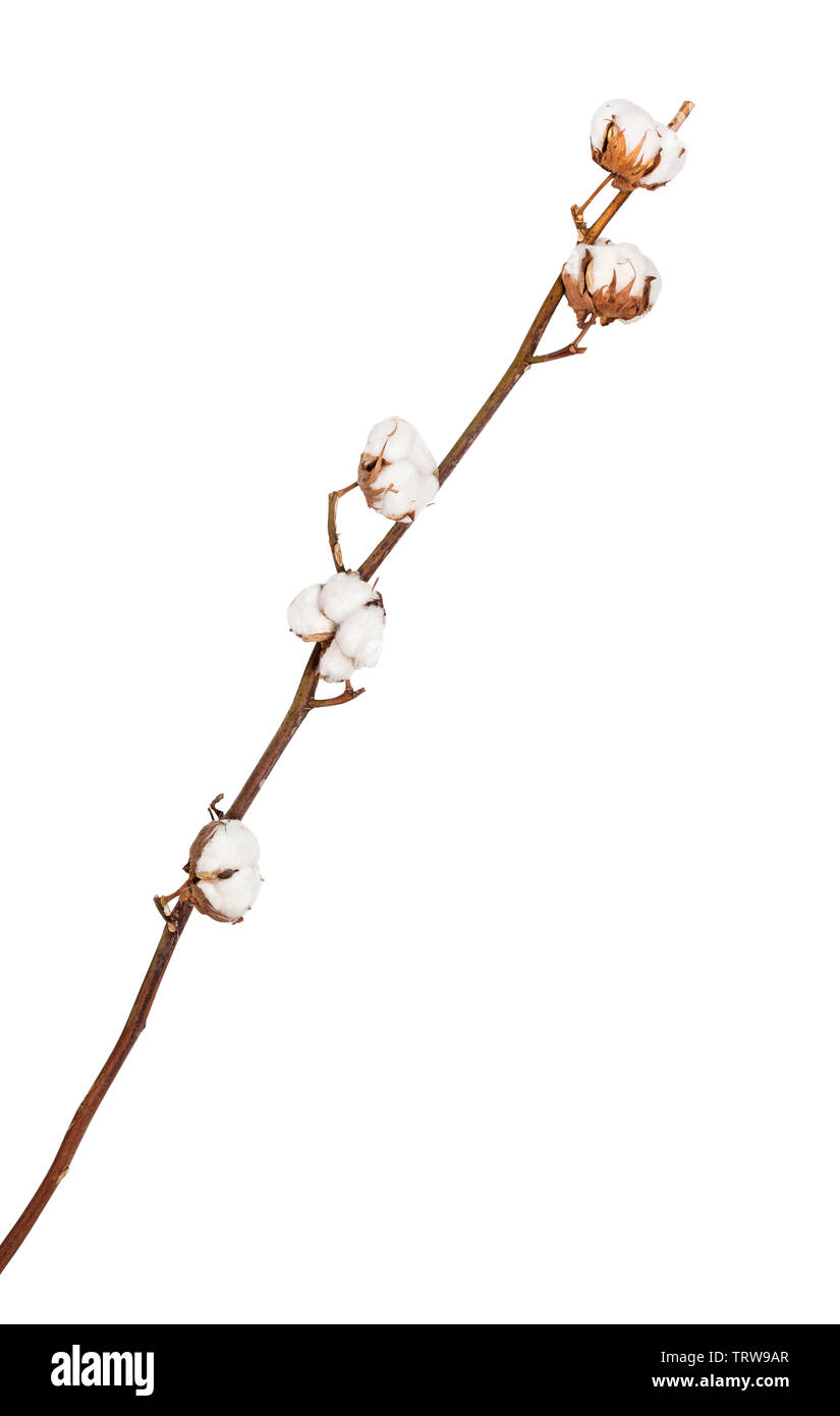 natural dried twig of cotton plant isolated on white background Stock ...