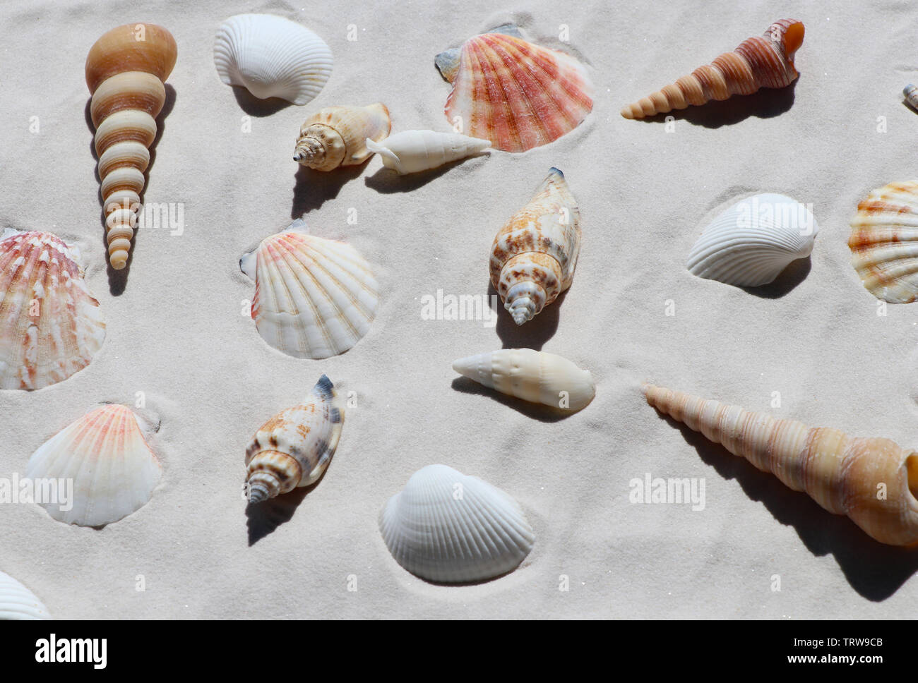 Shells on white sand, top view Stock Photo - Alamy