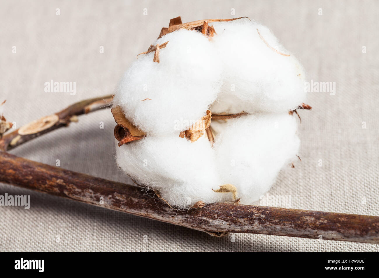 boll with cottonwool close up on natural dried twig of cotton plant on ...