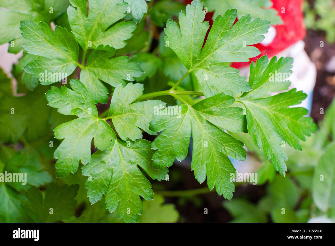 Flat leaf Italian parsley in a garden. Close up view of leaves Stock ...