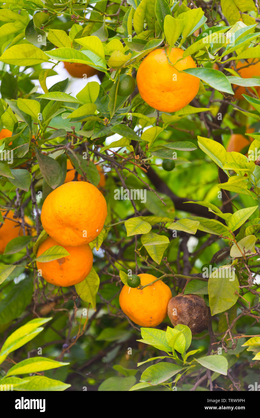 Morocco orange farm hi-res stock photography and images - Alamy