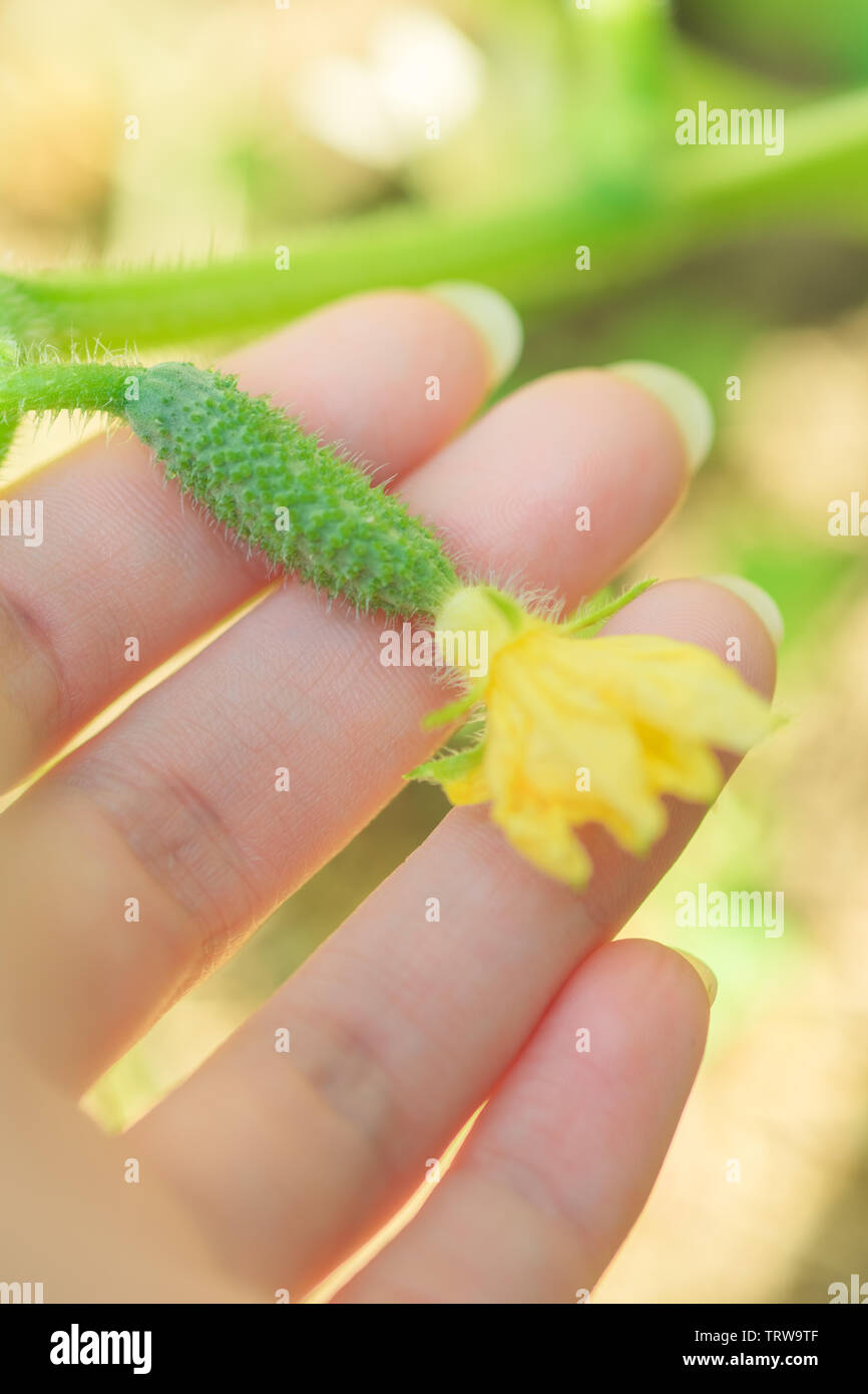Green small cucumber lies in the female fingers closeup Stock Photo - Alamy