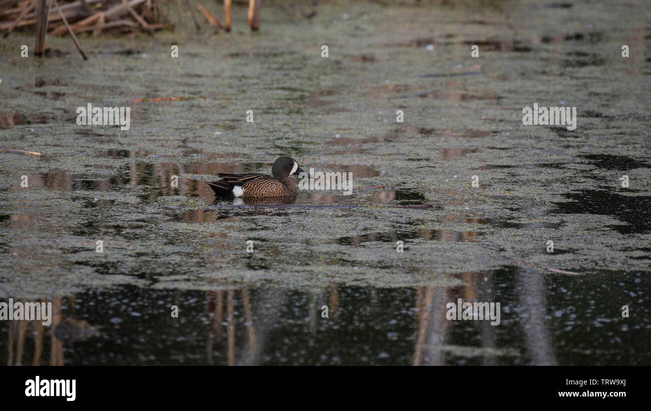 Blue-winged teal, Spatula discors, duck swimming in a pond, Elk Island ...