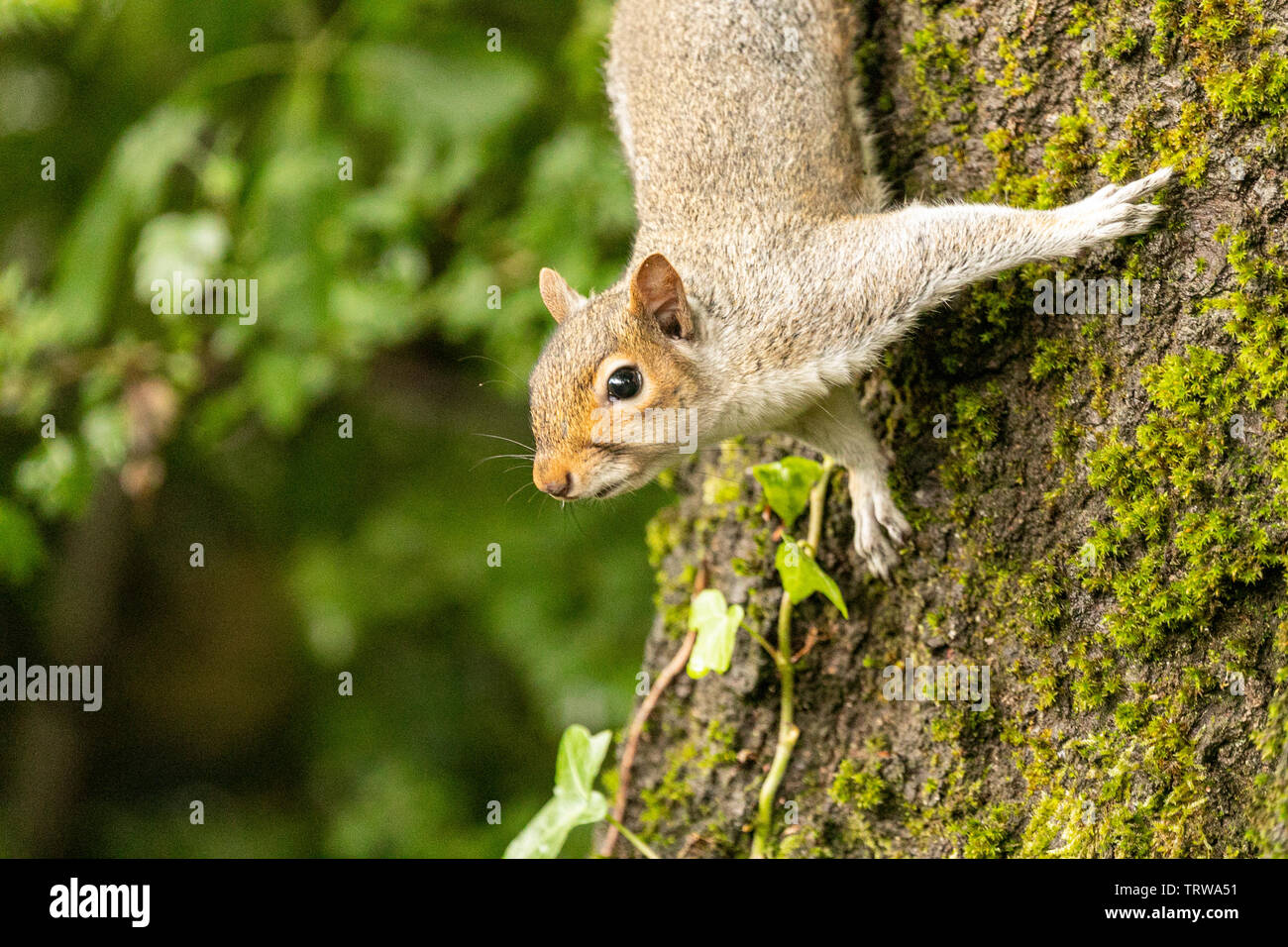 Grey squirrel (Sciurus carolinensis) - close up view in natural ...