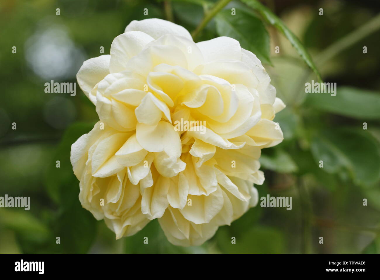Rosa 'Duchesse D'Auerstadt, repeat flowering, climbing rose flowering ...
