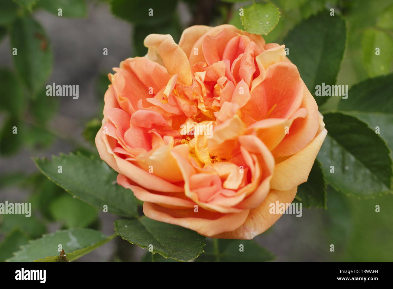 Hybrid tea rose hi-res stock photography and images - Alamy