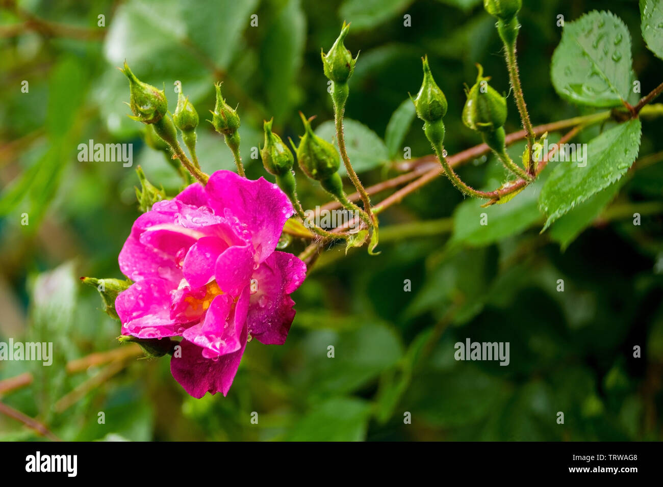 Italian Rose Garden High Resolution Stock Photography and Images - Alamy