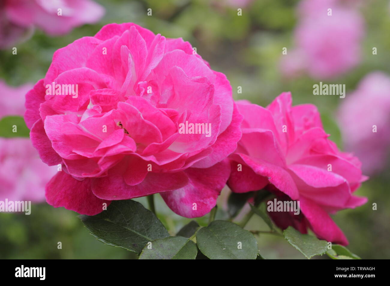 Rose 'Sophies Perpetual' repeat flowering, fragrant old rose flowering ...