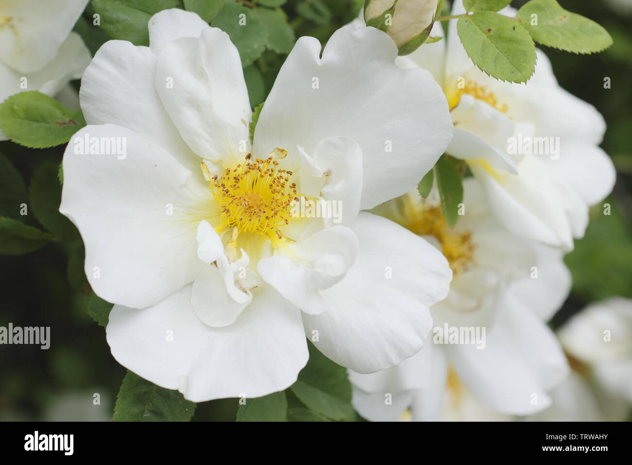 Rosa moyesii 'Nevada' rose flower in spring - May Stock Photo - Alamy