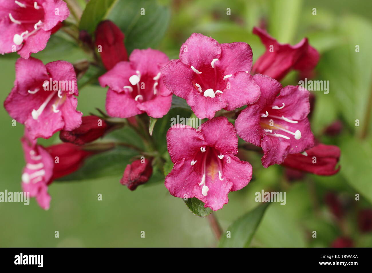 Eva May High Resolution Stock Photography and Images - Alamy