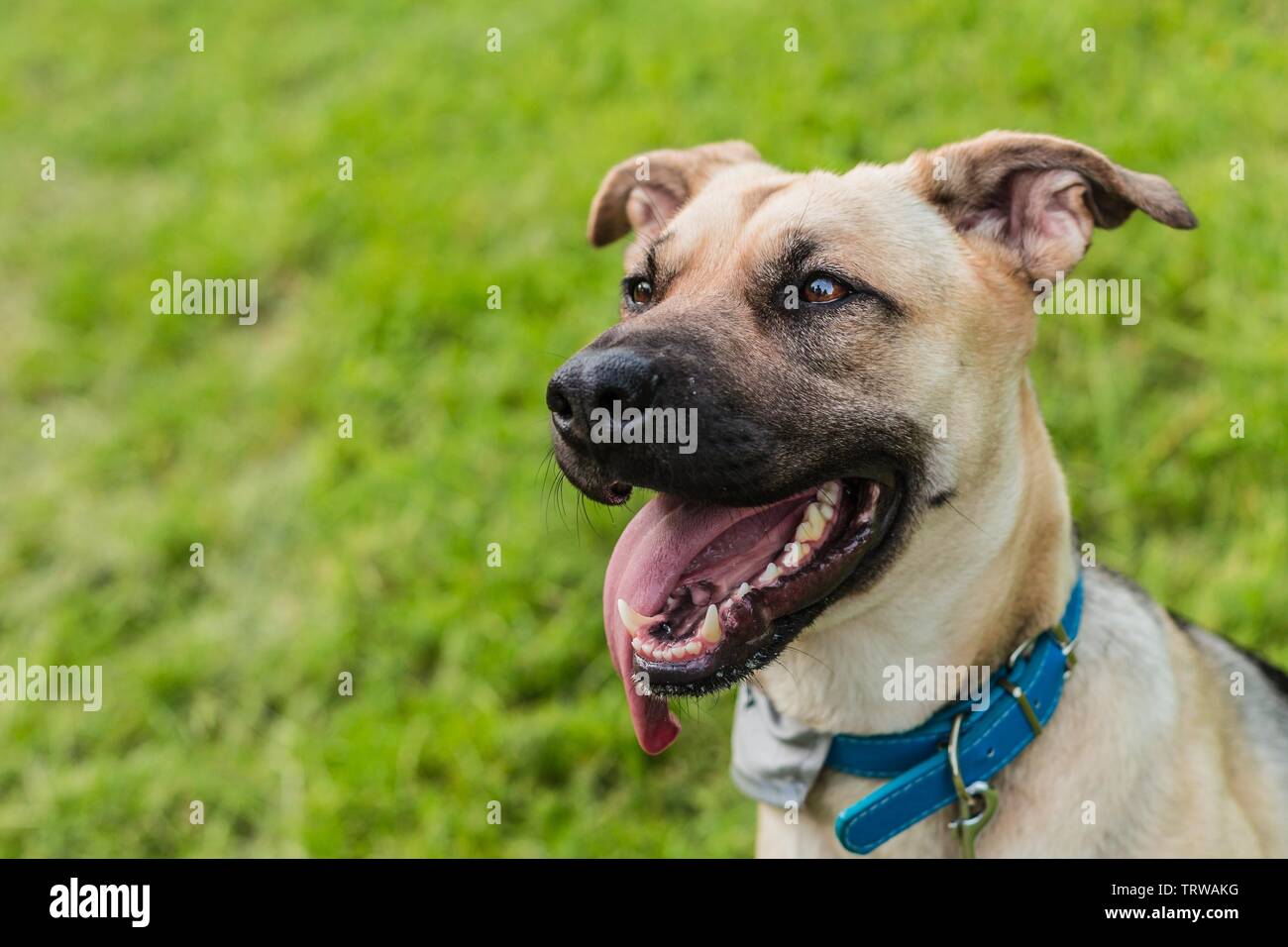Why Do Dogs Show Teeth When Happy