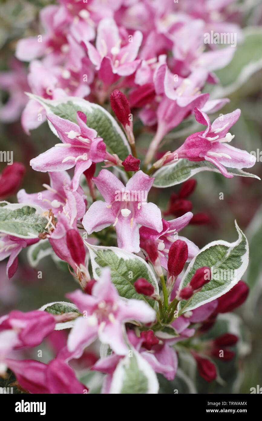 Variegated Weigela Shrub