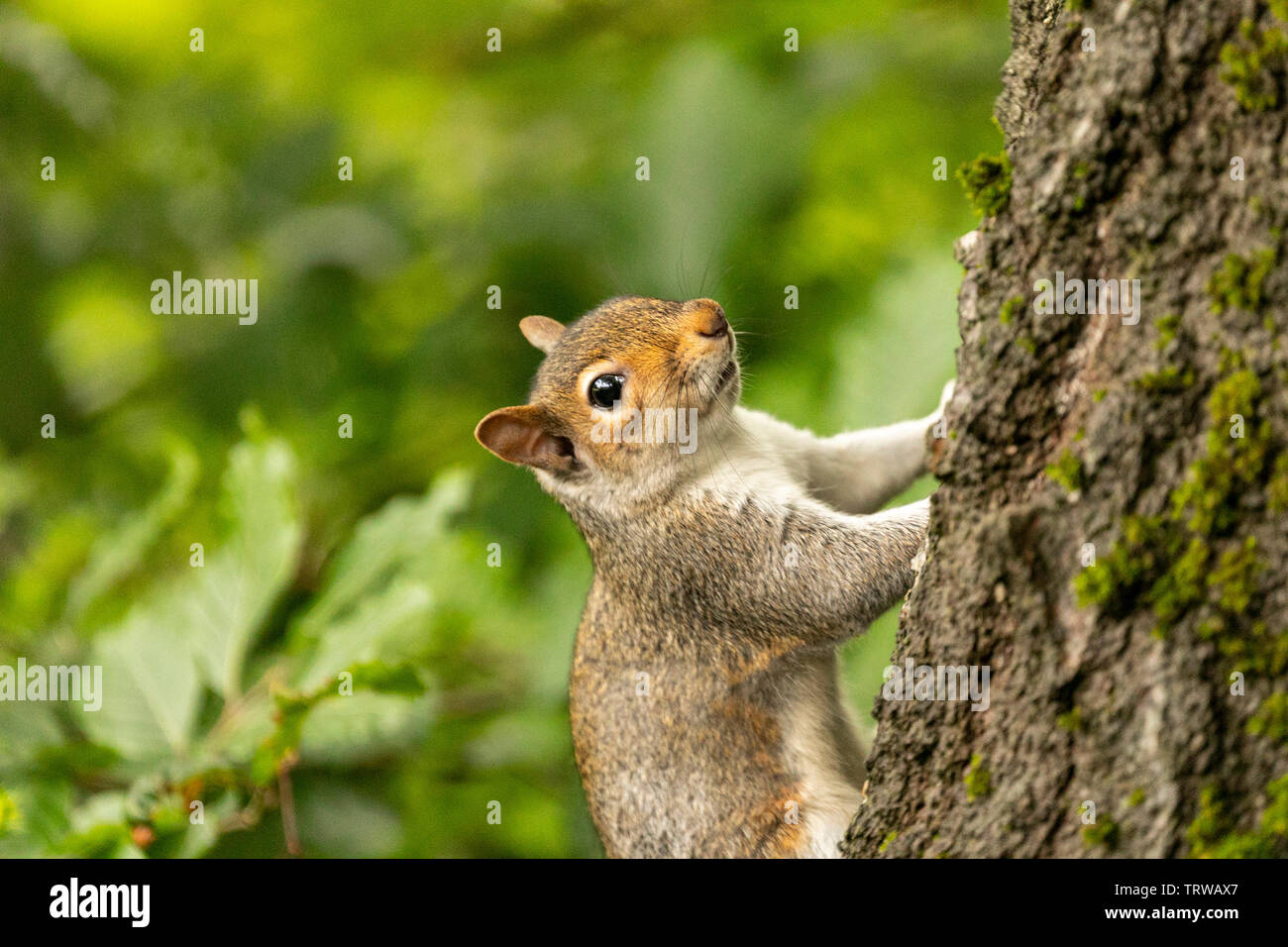 Grey squirrel (Sciurus carolinensis) - close up view in natural ...