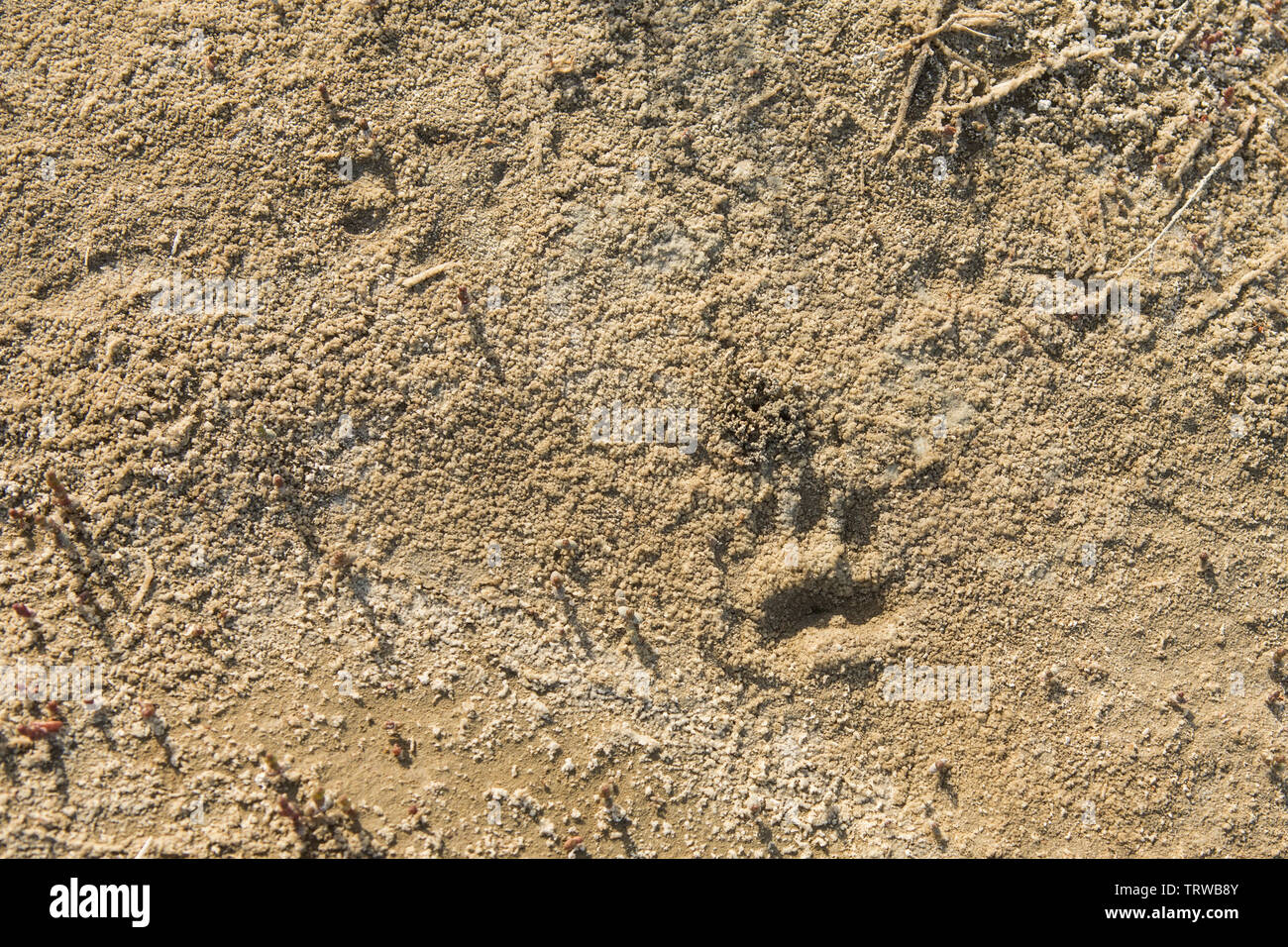 Coyote tracks hi-res stock photography and images - Alamy