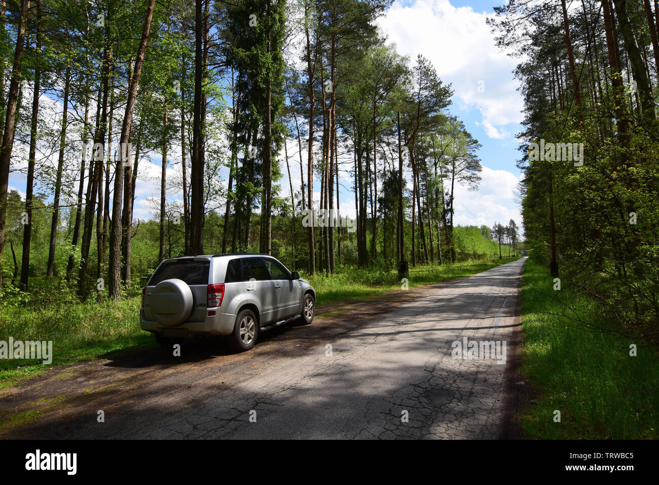 Spring forest in Poland Stock Photo - Alamy
