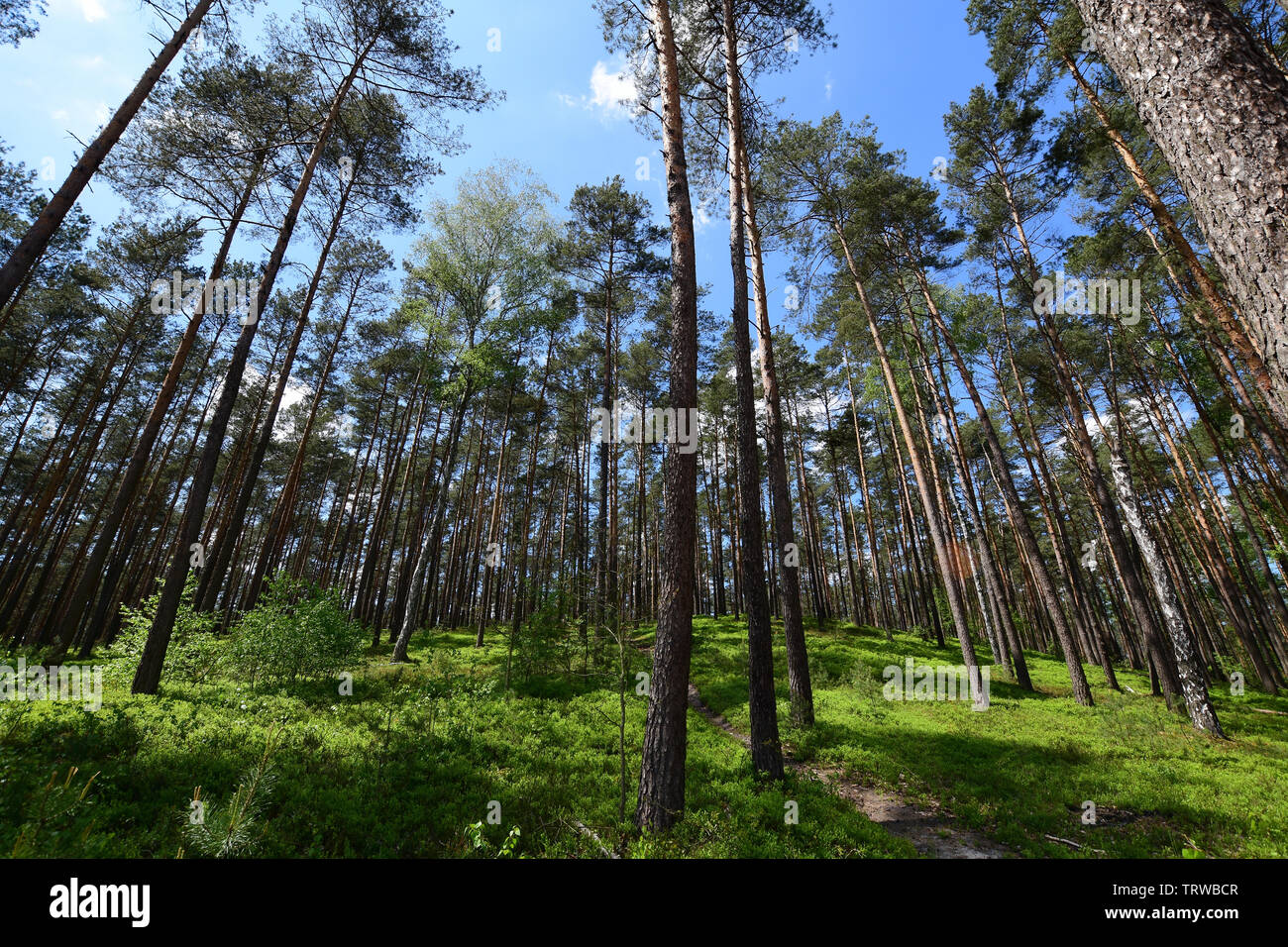 Spring forest in Poland Stock Photo - Alamy