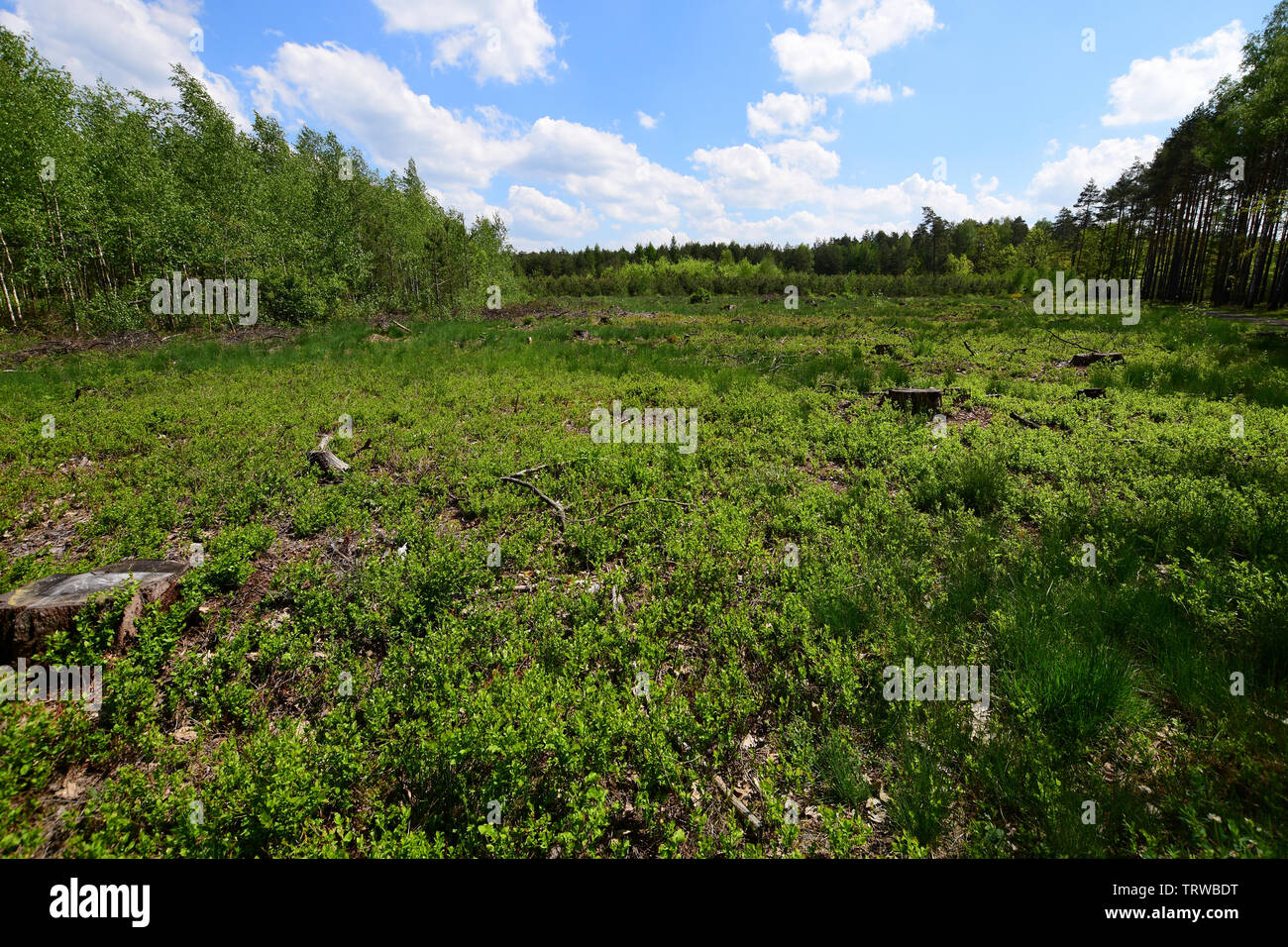 Spring forest in Poland Stock Photo - Alamy