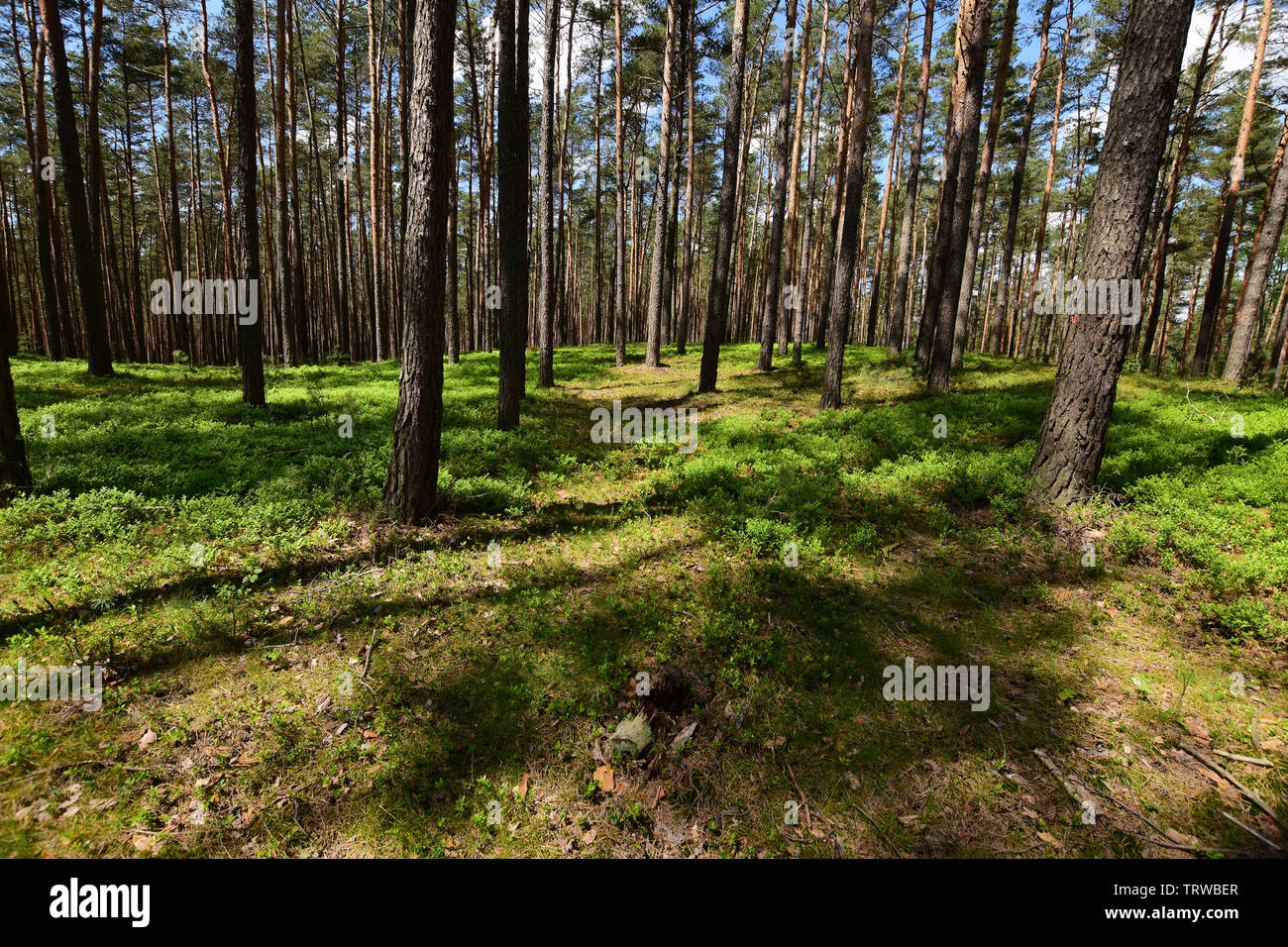 Spring forest in poland hi-res stock photography and images - Alamy