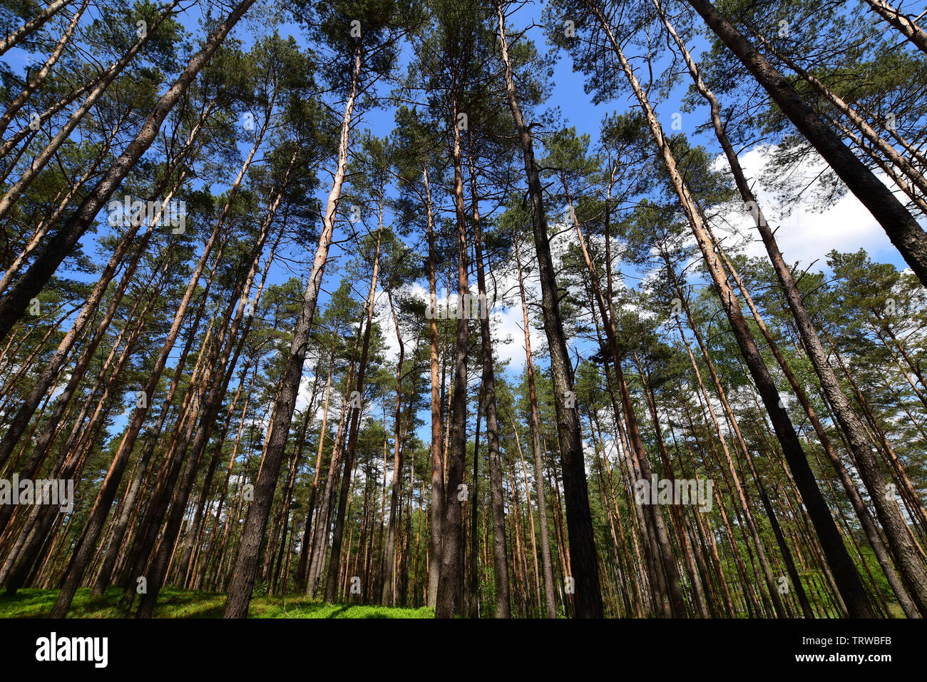 Spring forest in poland hi-res stock photography and images - Alamy