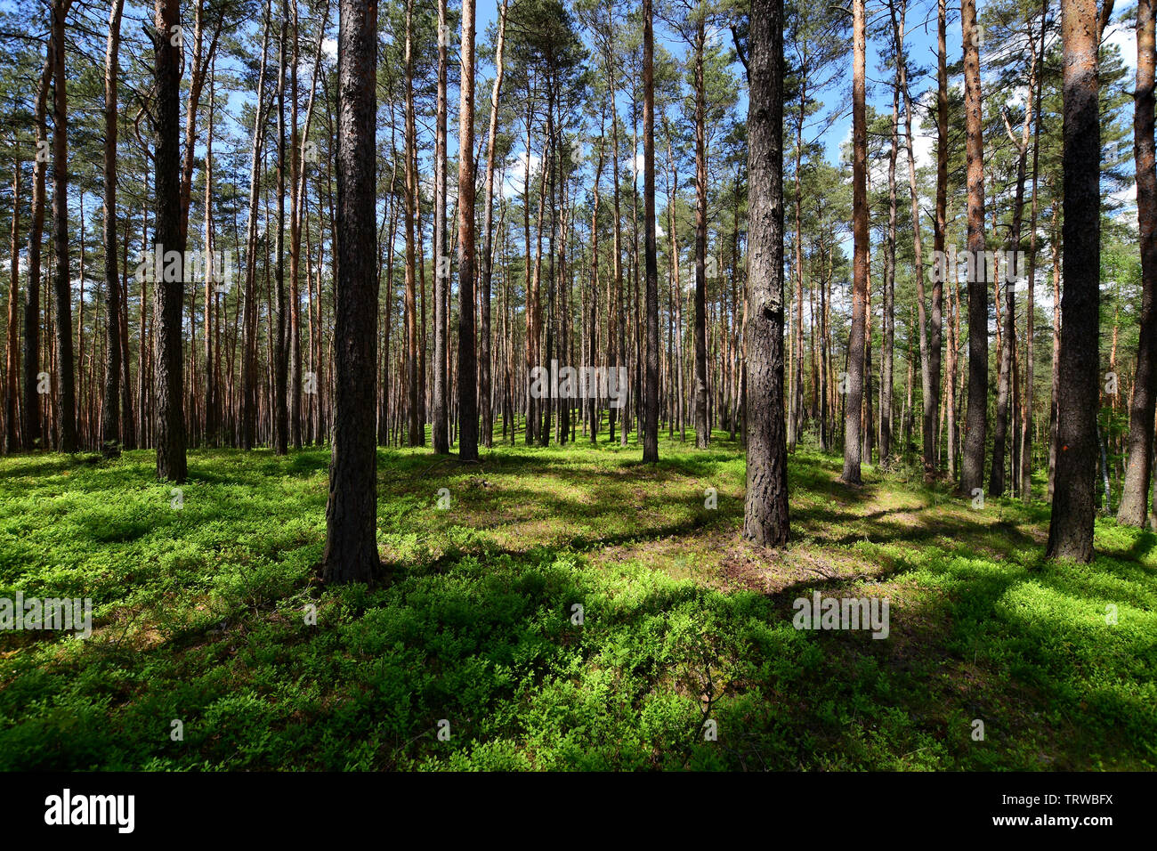 Spring forest in Poland Stock Photo - Alamy