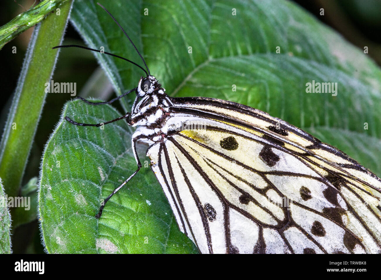 Rice Paper butterfly (Idea leuconoe Stock Photo - Alamy