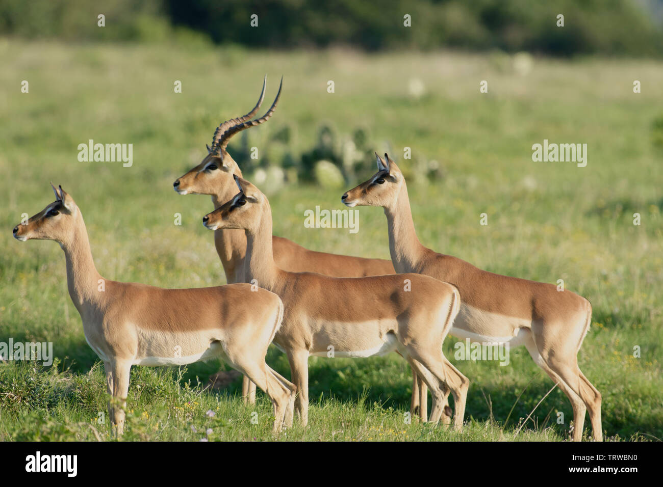 Female impala with horns hi-res stock photography and images - Alamy