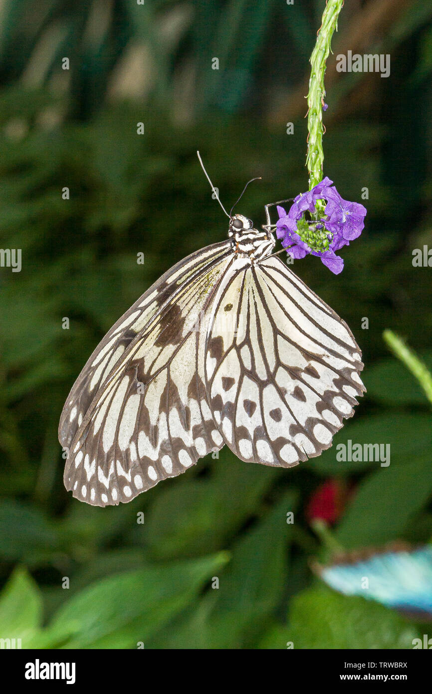 Rice Paper butterfly (Idea leuconoe Stock Photo - Alamy