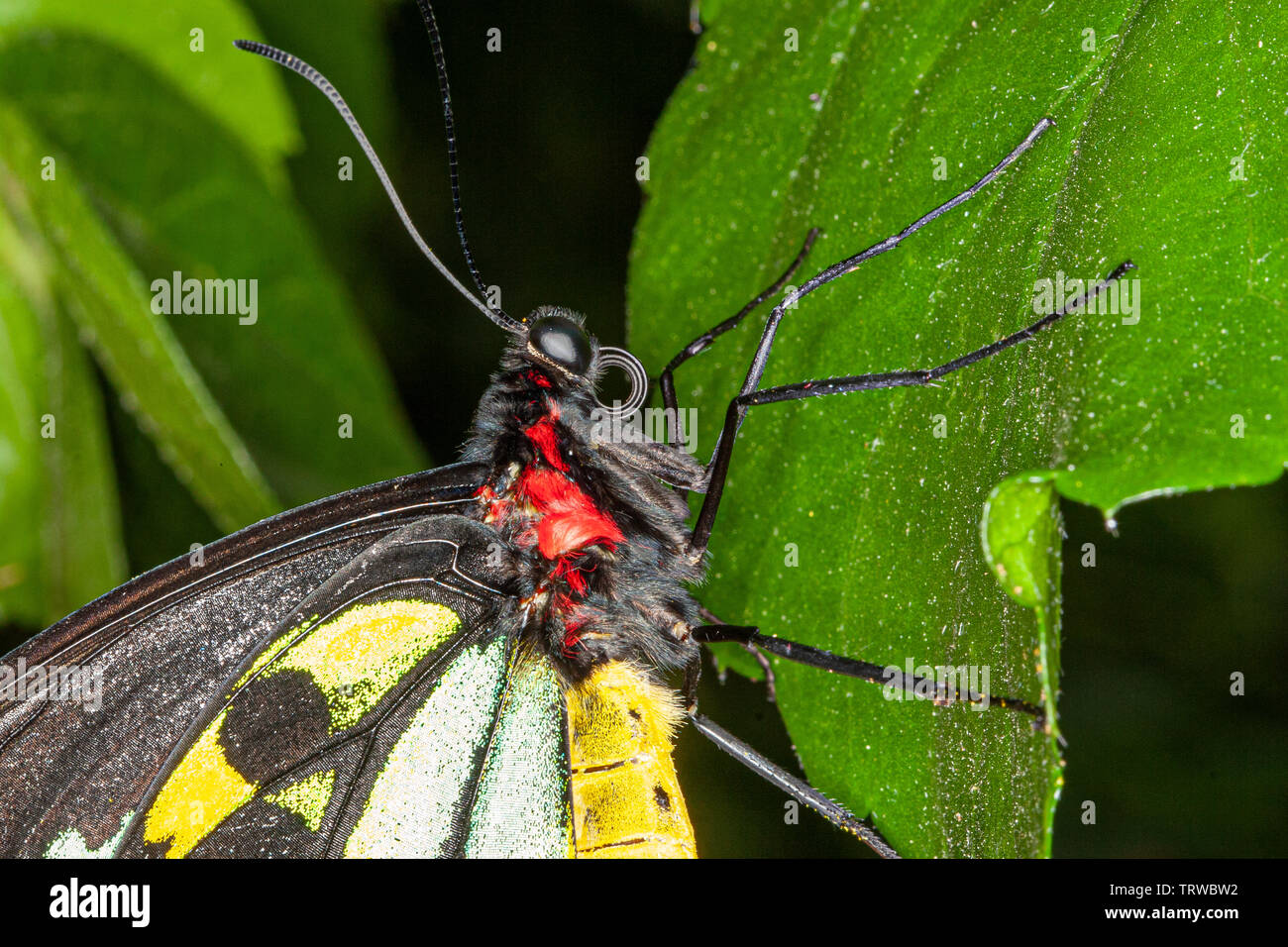 Birdwing butterfly hi-res stock photography and images - Alamy