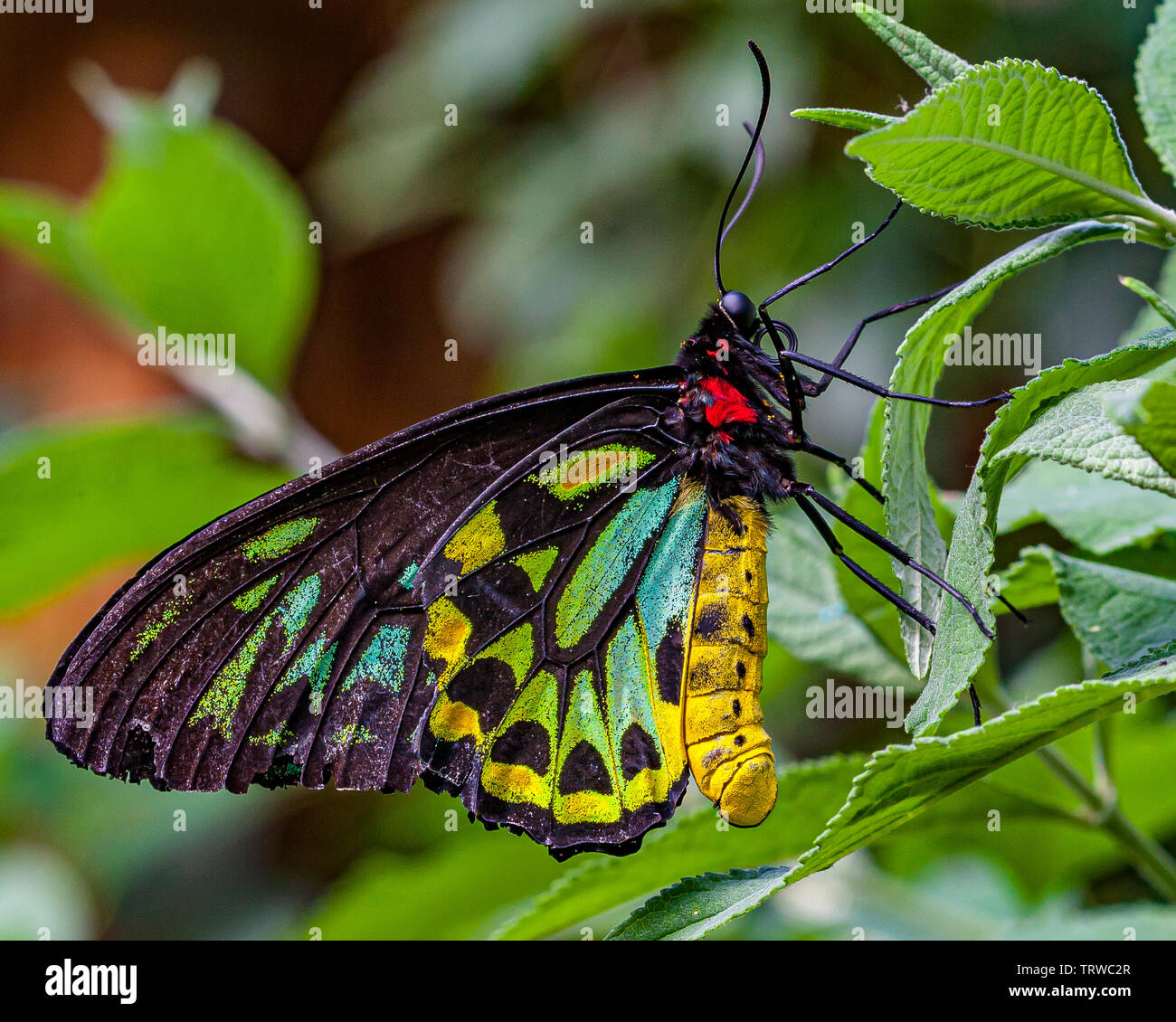 Cairns birdwing butterfly (Golden Birdwing Stock Photo - Alamy