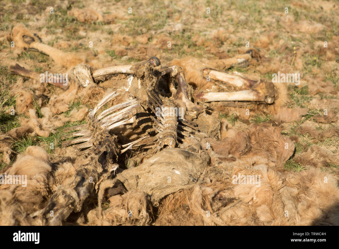Dead camel in the steppe Stock Photo - Alamy