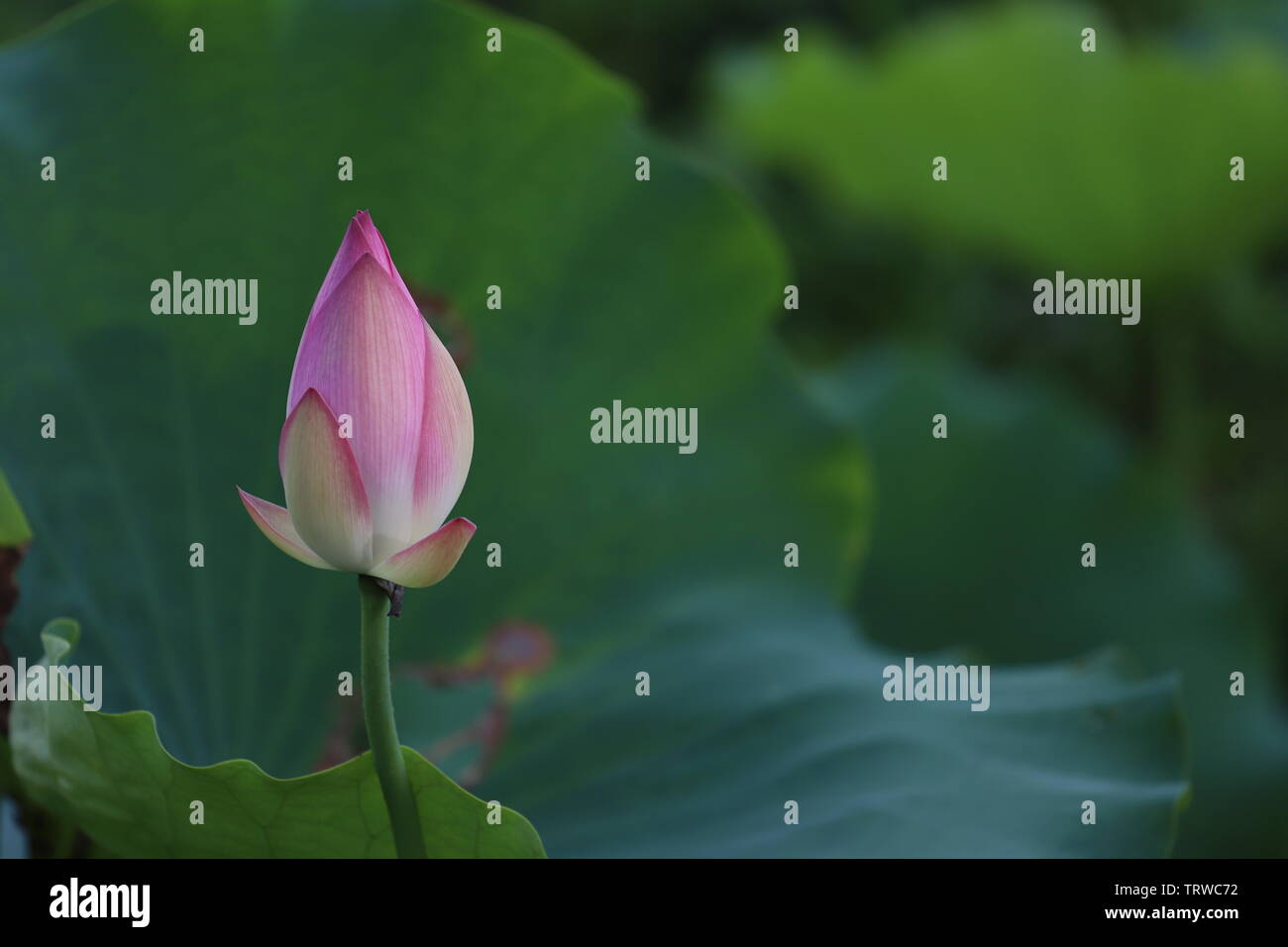 Macau Lotus Flower Festival Stock Photo - Alamy