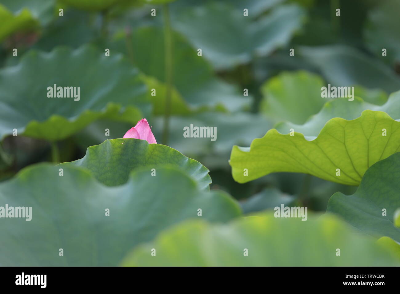 Macau Lotus Flower Festival Stock Photo - Alamy