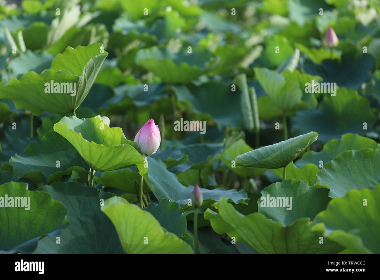 Macau Lotus Flower Festival Stock Photo - Alamy