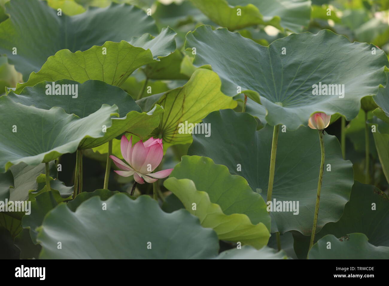 Macau Lotus Flower Festival Stock Photo - Alamy