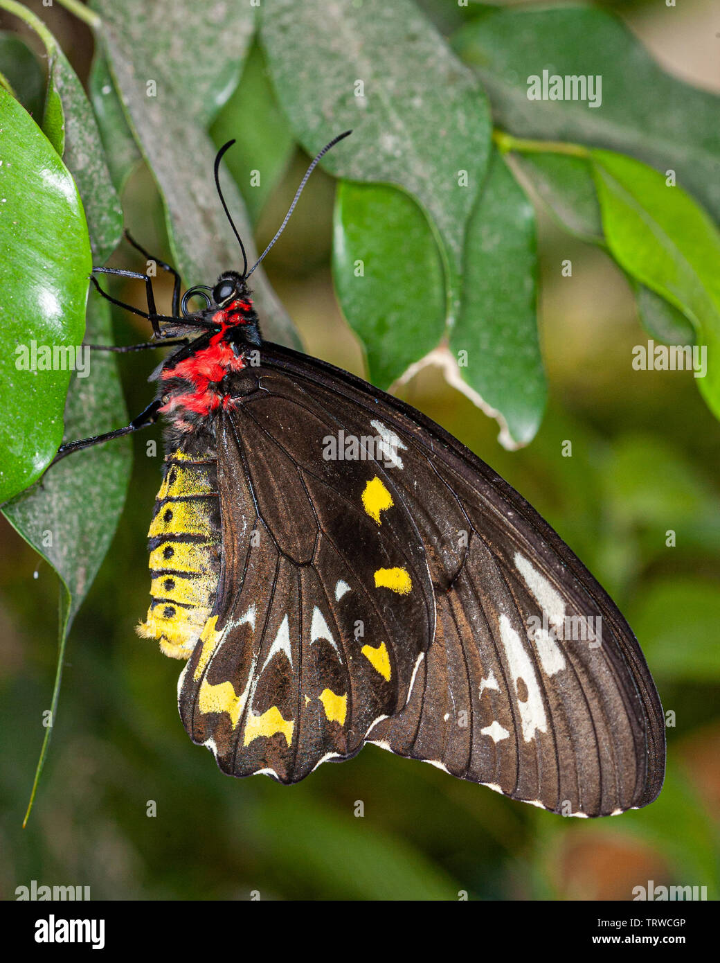 Cairns birdwing butterfly Stock Photo - Alamy