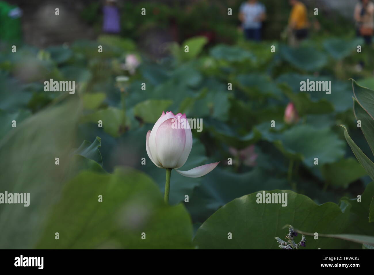 Macau Lotus Flower Festival Stock Photo - Alamy