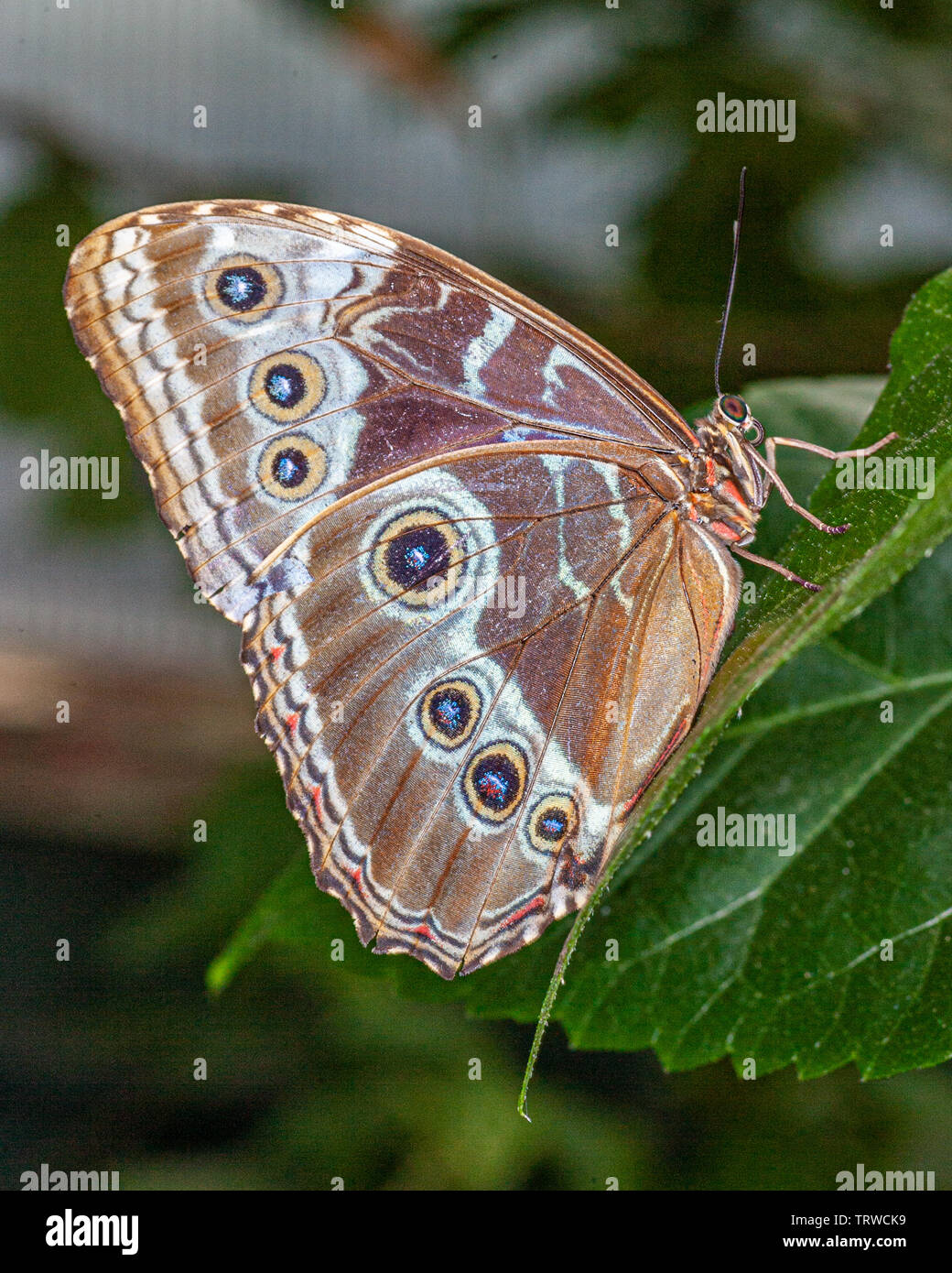 Blue Morpho Butterfly Stock Photo - Alamy