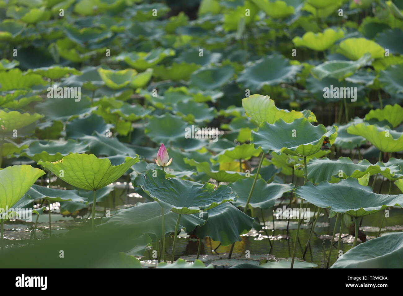 Macau Lotus Flower Festival Stock Photo - Alamy