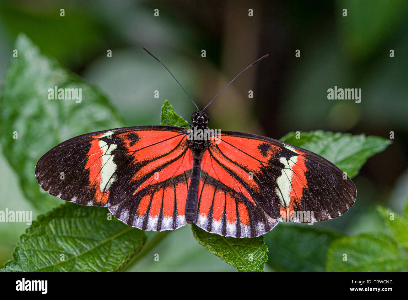 Piano Key Butterfly Stock Photo - Alamy