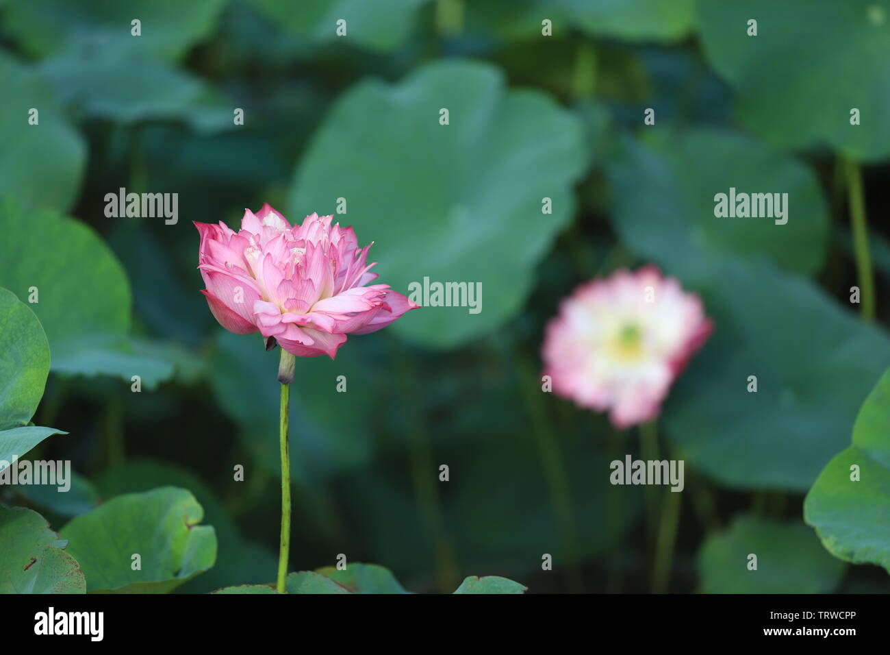 Macau Lotus Flower Festival Stock Photo - Alamy
