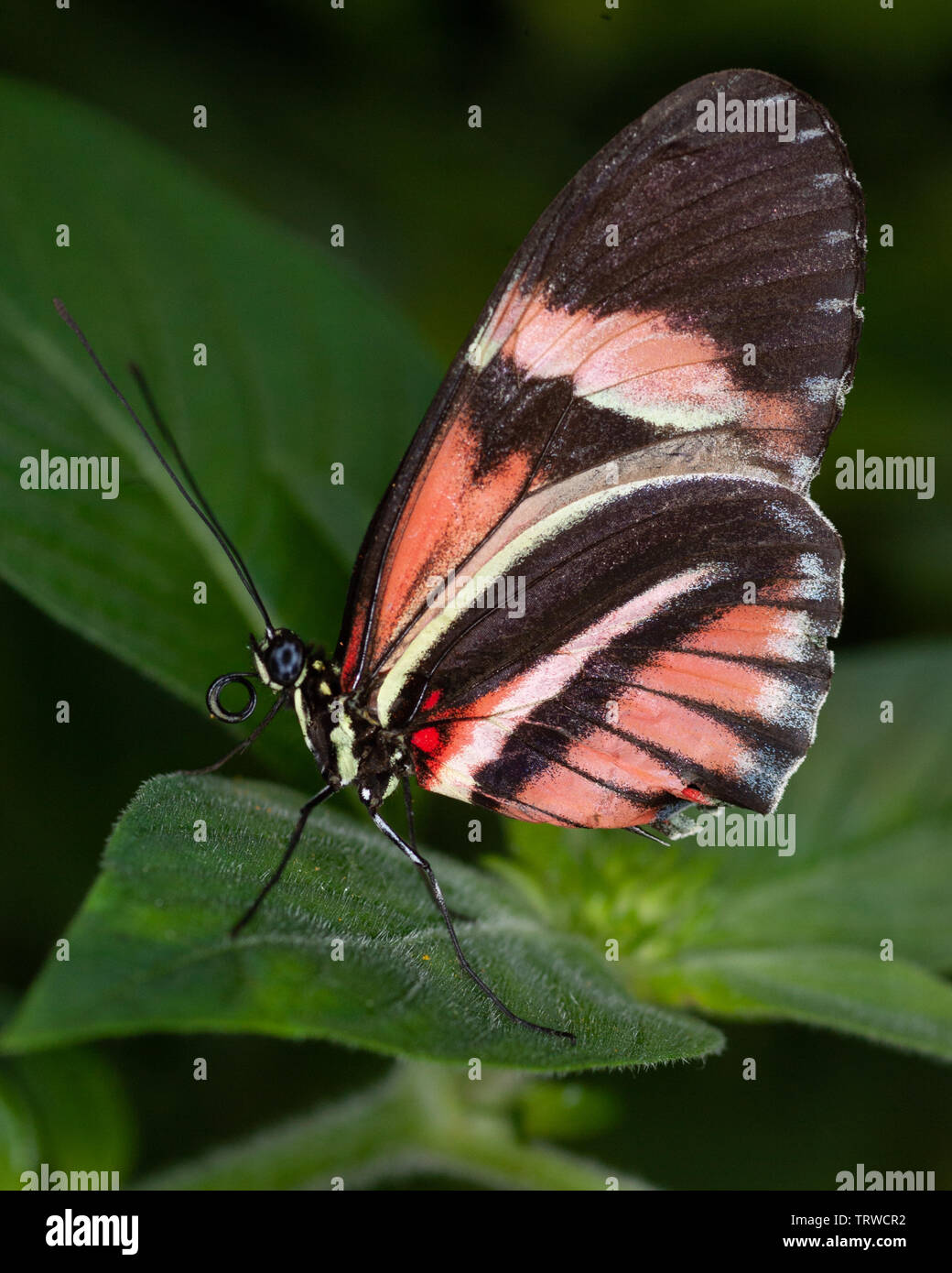 Piano key butterfly Stock Photo - Alamy
