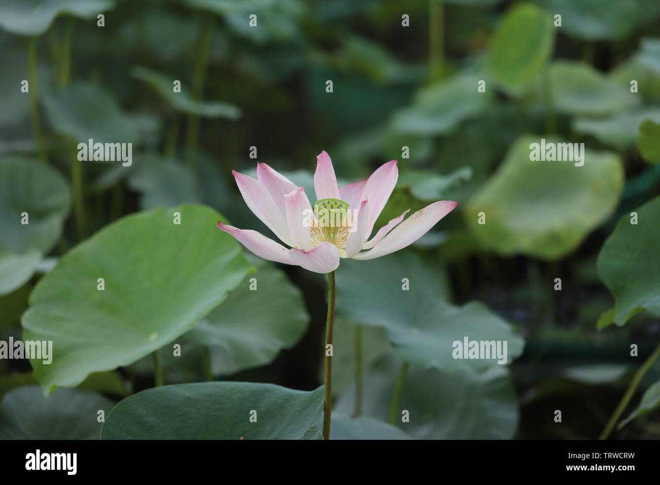 Macau Lotus Flower Festival Stock Photo - Alamy