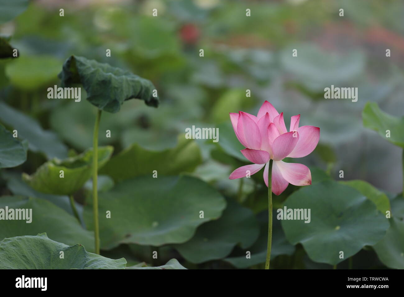 Macau Lotus Flower Festival Stock Photo - Alamy