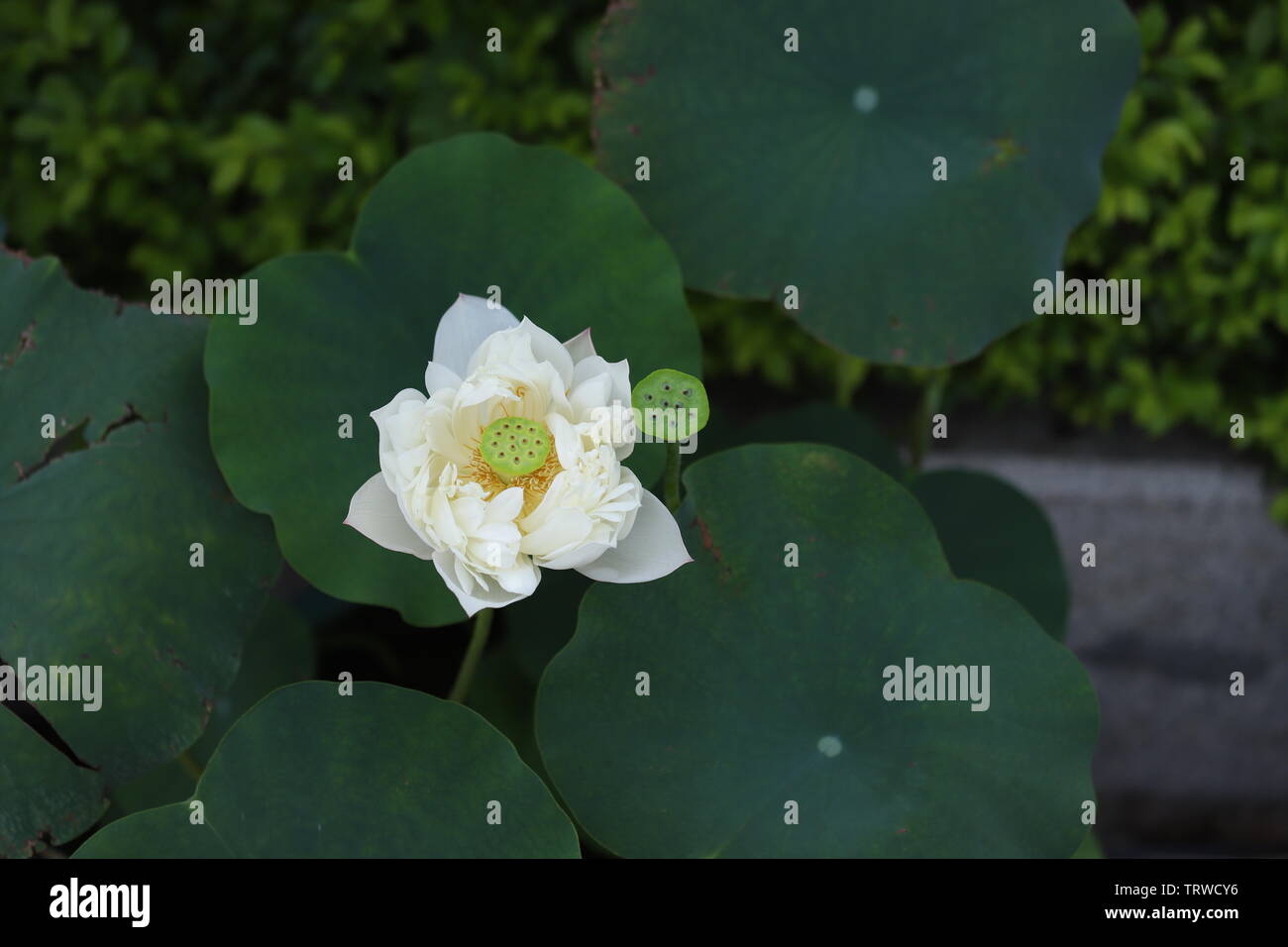 Macau Lotus Flower Festival Stock Photo - Alamy