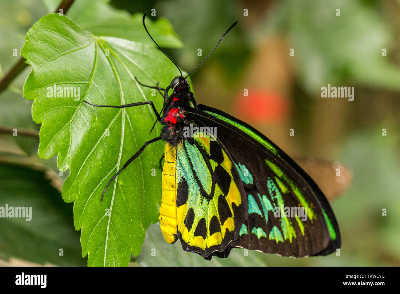 Butterfly butterflies insect nature hi-res stock photography and images ...