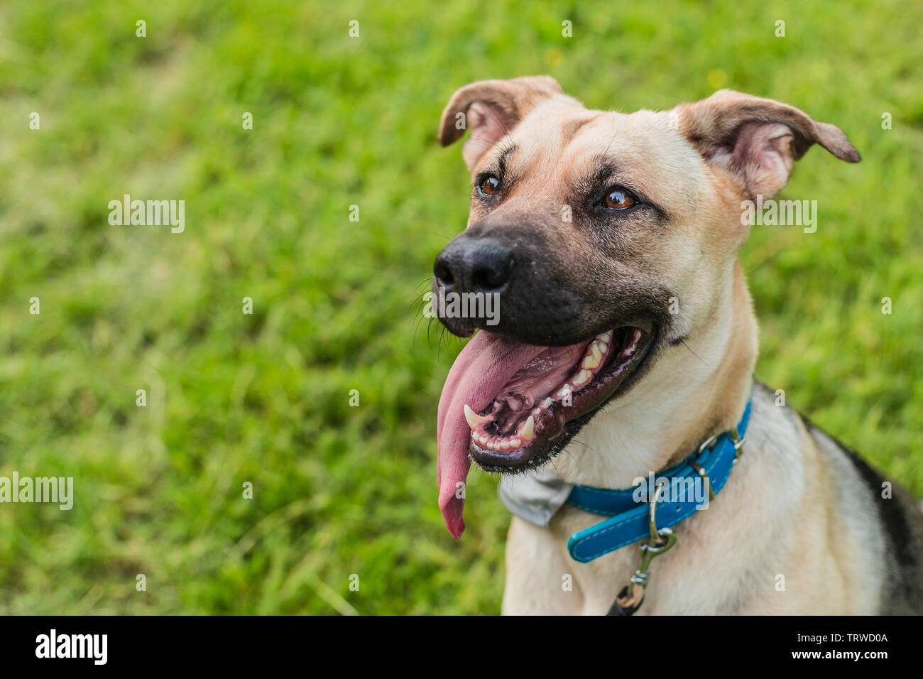 Why Do Dogs Show Teeth When Happy