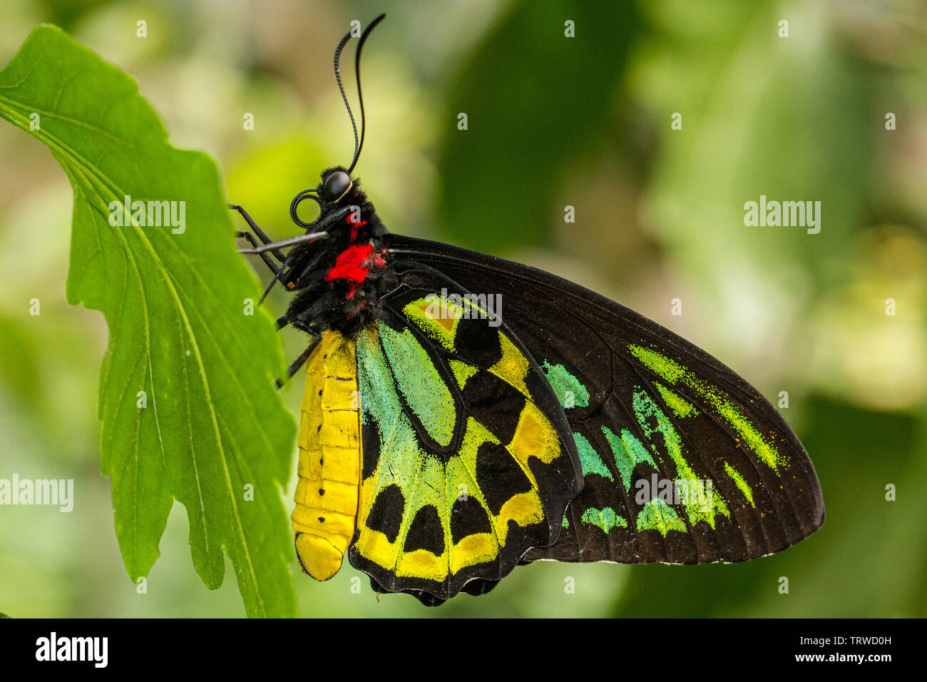 Cairns birdwing butterfly Stock Photo - Alamy