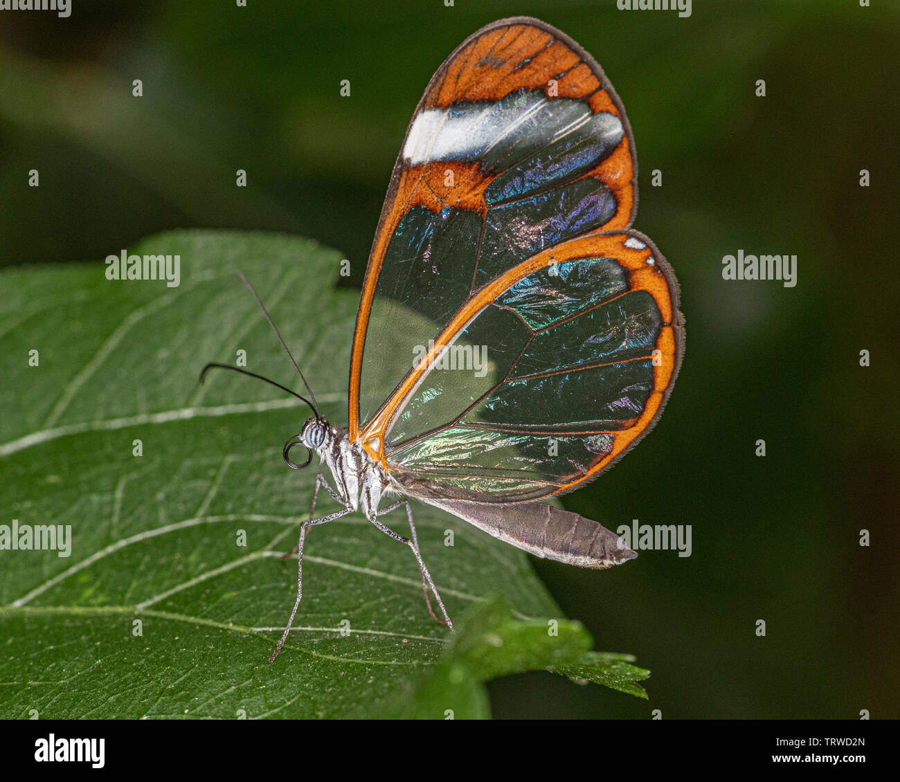 Glass wing butterfly Stock Photo - Alamy