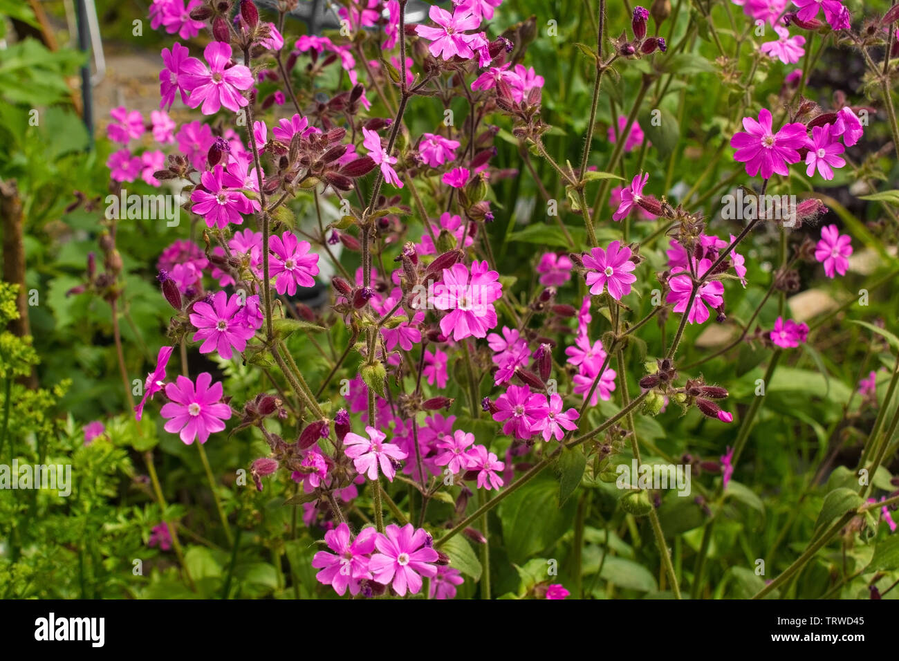 Flowers on a Silene Dioica plant, also known as Red Campion and Red ...