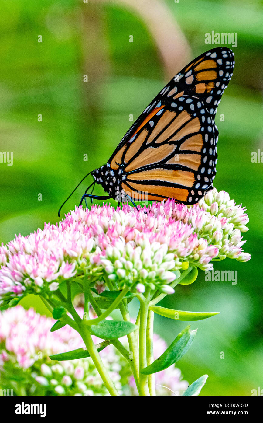Black and orange monarch butterfly hi-res stock photography and images ...
